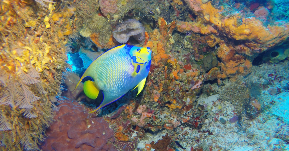 Great Mayan Reef - Snorkel and Dive the Great Mexican Reef | Iberostar