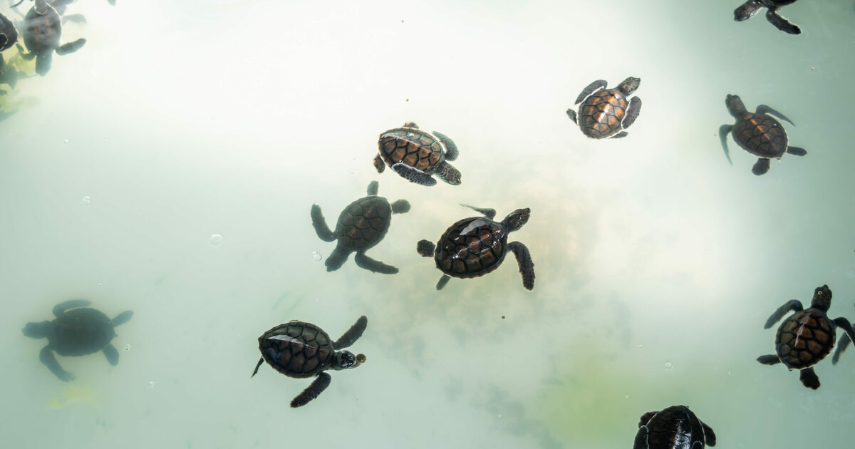 Everything you need to know about sea turtles